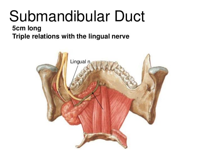 Submandibular Gland Relations
