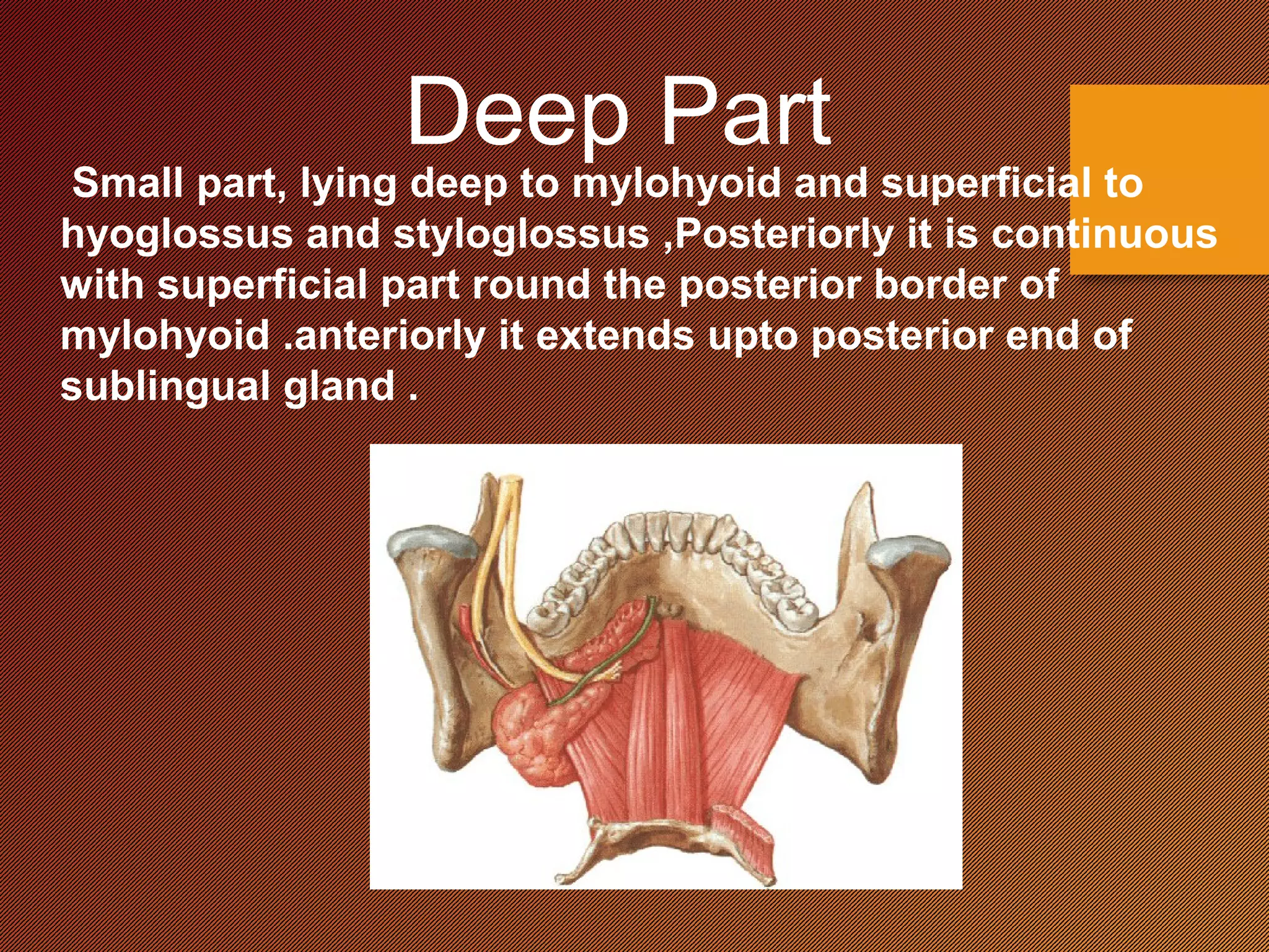 submandibular Salivary glands antomy | PPT