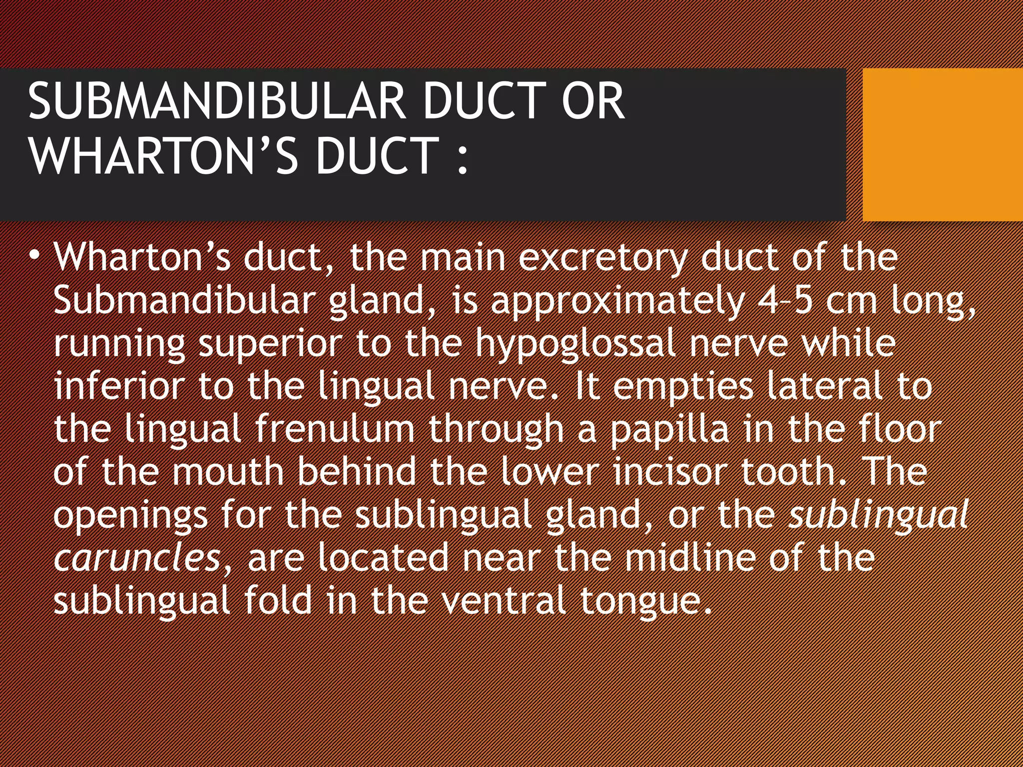 submandibular Salivary glands antomy | PPT