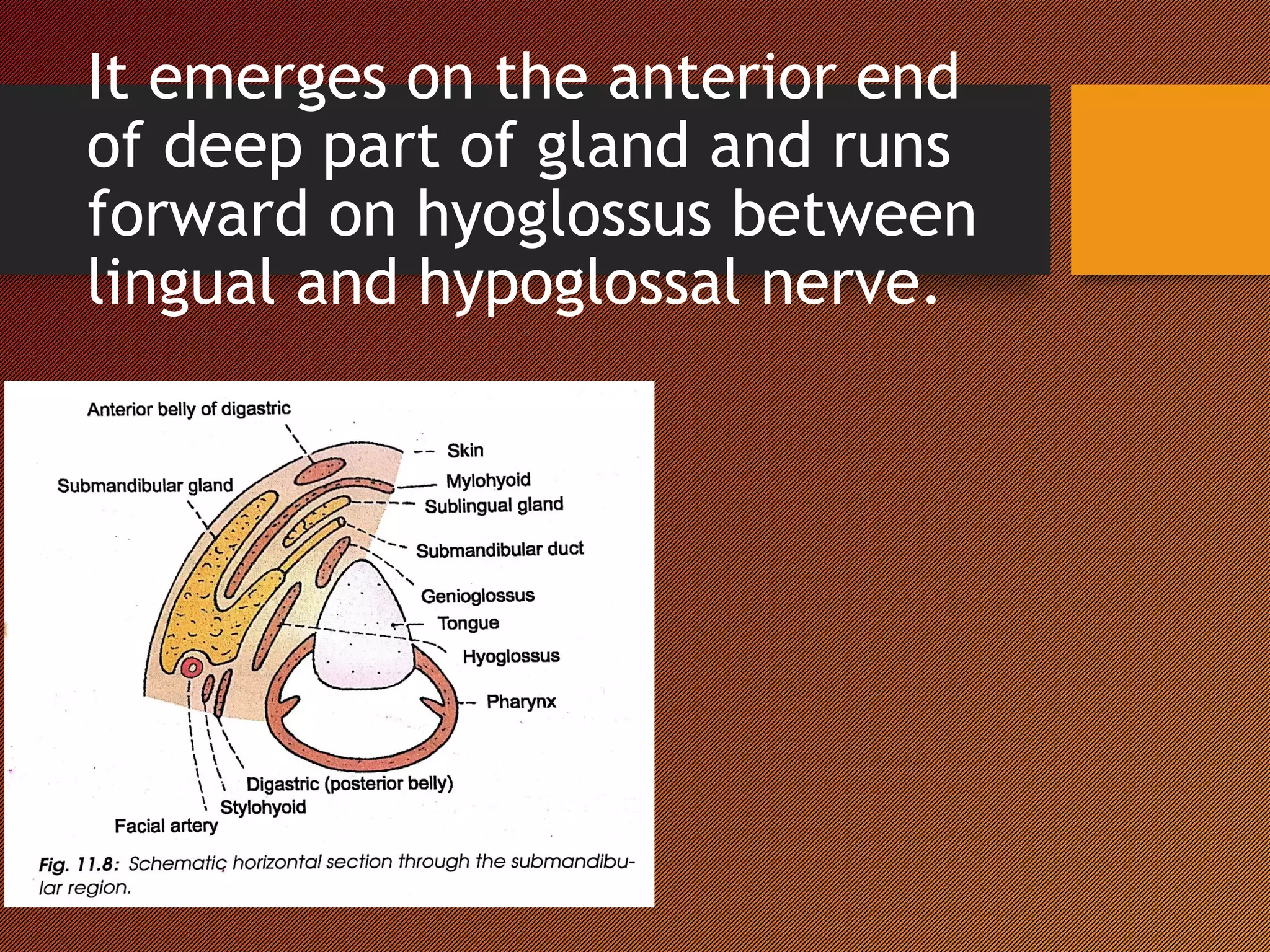 submandibular Salivary glands antomy | PPT