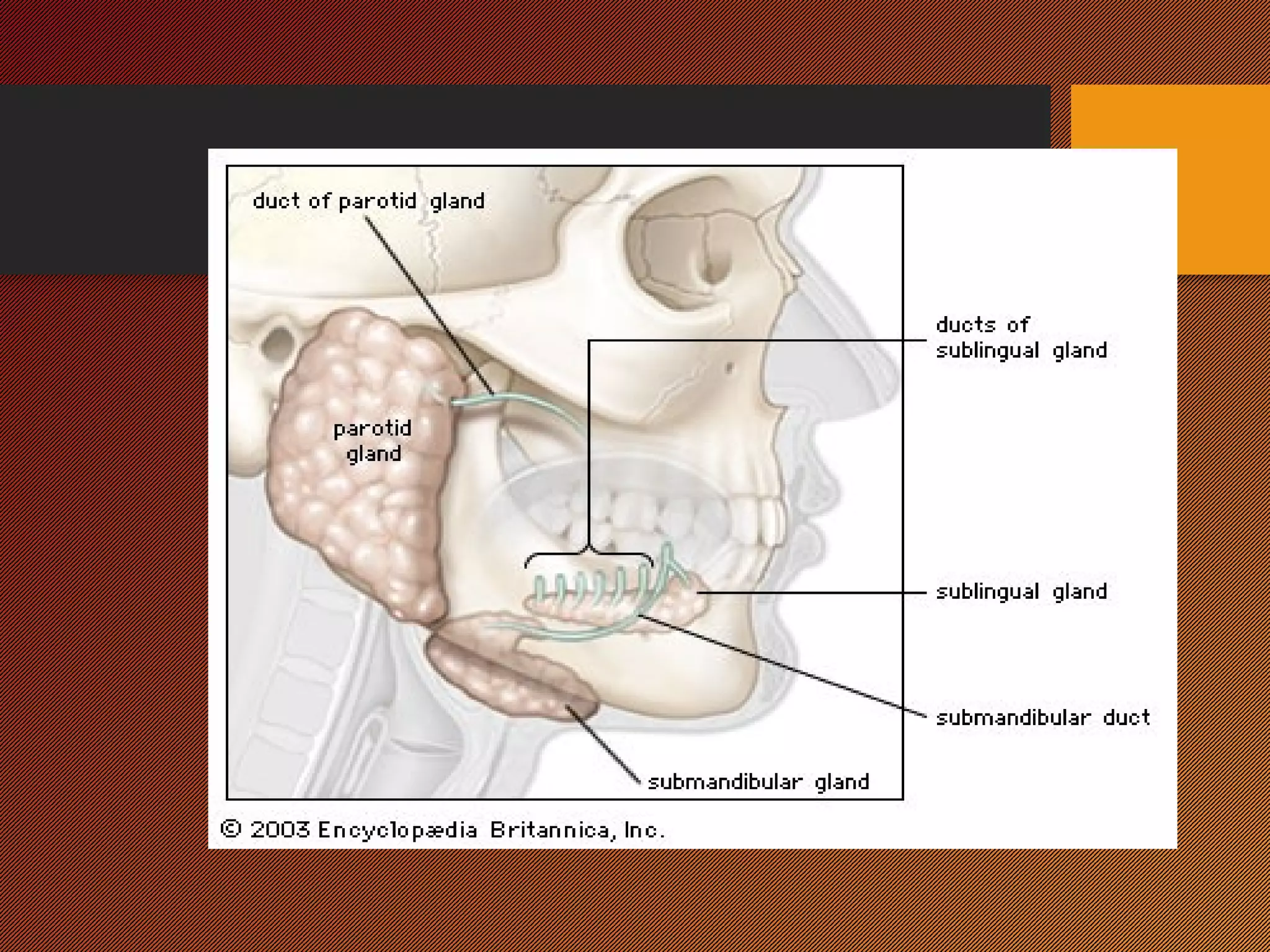 submandibular Salivary glands antomy | PPT