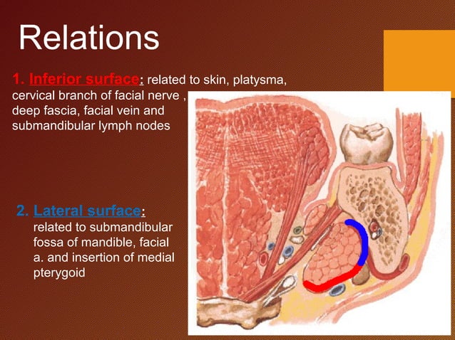 submandibular Salivary glands antomy | PPT