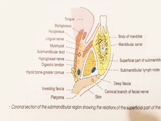 submandibular Salivary glands antomy | PPT