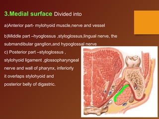 submandibular Salivary glands antomy | PPT