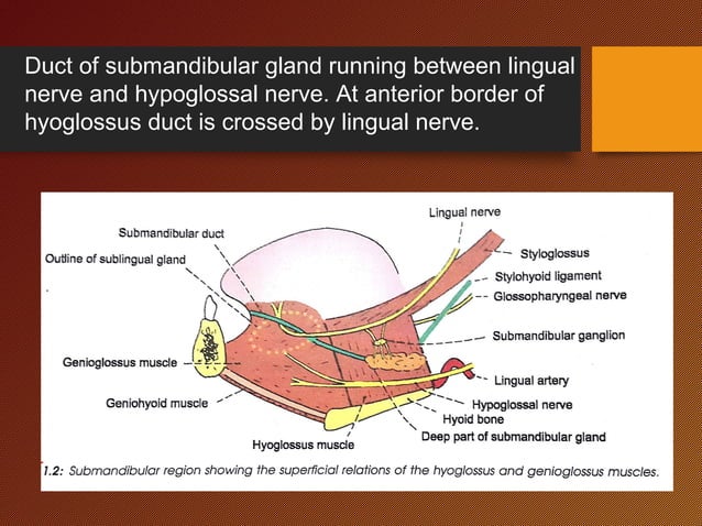 submandibular Salivary glands antomy | PPT