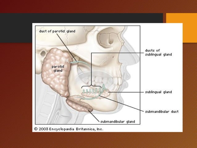 submandibular Salivary glands antomy | PPT