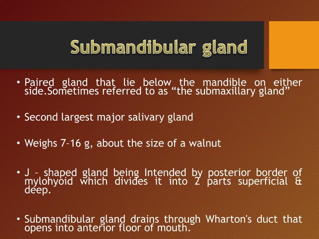 submandibular Salivary glands antomy | PPT