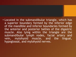 submandibular Salivary glands antomy | PPT