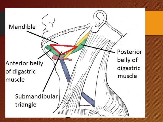 submandibular Salivary glands antomy | PPT