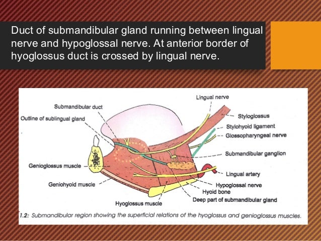 Submandibular Gland Anatomy Figure