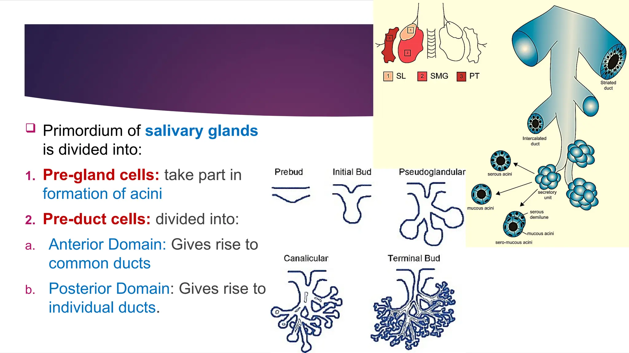 Development of Salivary Glands by Dr. Rabia Inam Gandapore.pptx