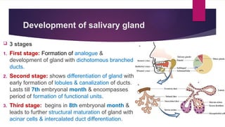 Development of Salivary Glands by Dr. Rabia Inam Gandapore.pptx