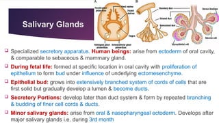 Development of Salivary Glands by Dr. Rabia Inam Gandapore.pptx