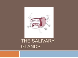 Salivary glands finals OHE | PPTX