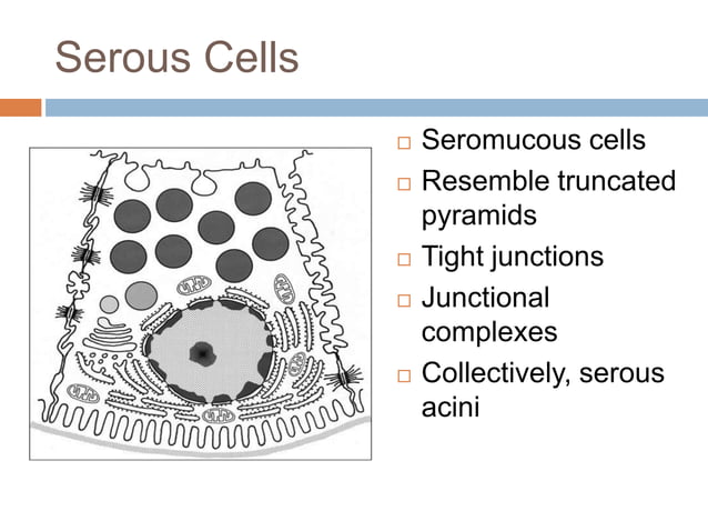 Salivary glands finals OHE | PPT