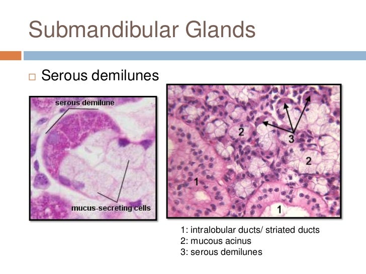Salivary glands finals OHE