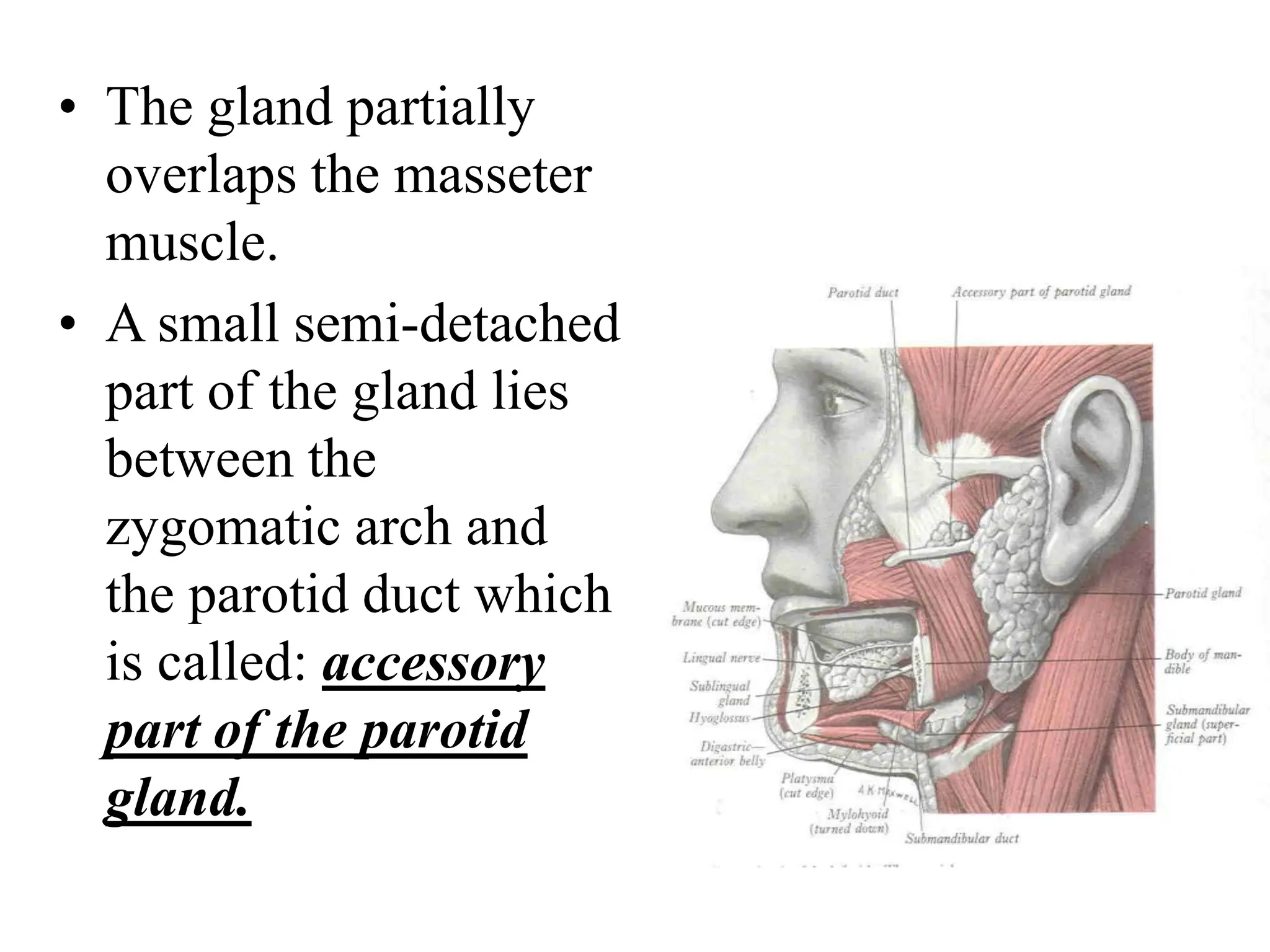 SALIVARY GLANDS groupf2 parotid and mandibular.ppt