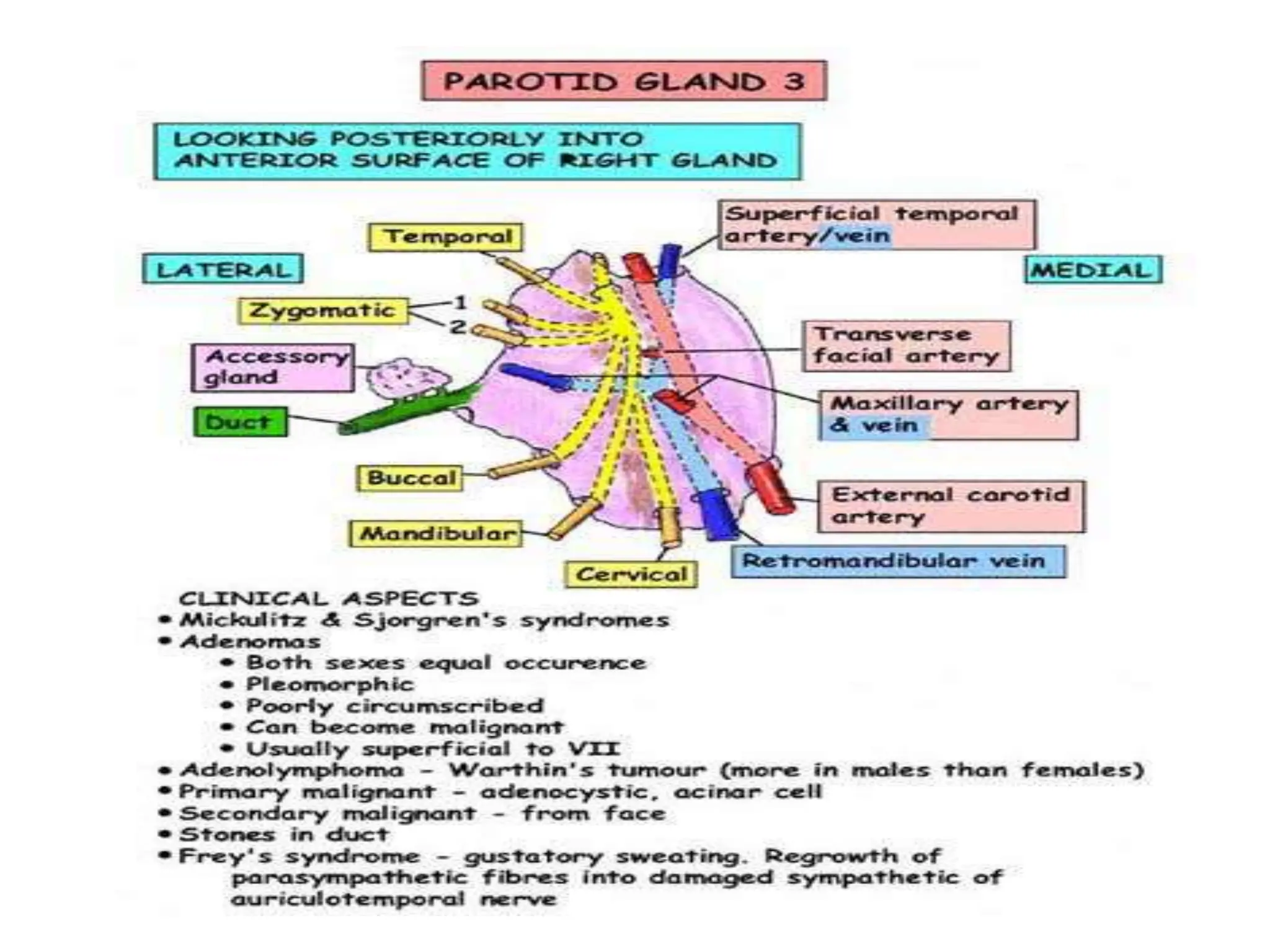 SALIVARY GLANDS groupf2 parotid and mandibular.ppt