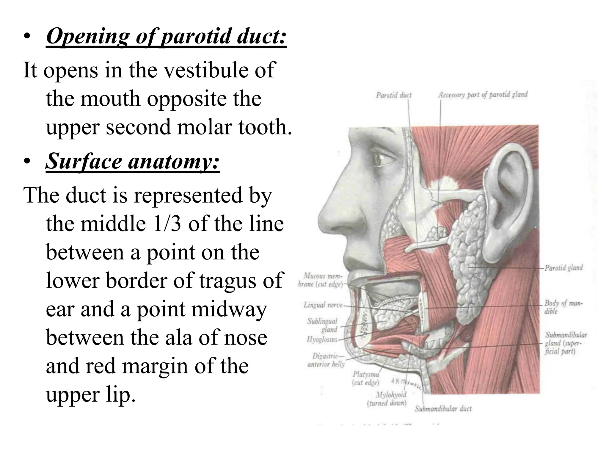 SALIVARY GLANDS groupf2 parotid and mandibular.ppt
