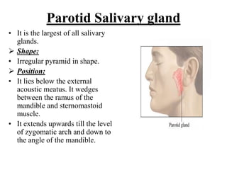 SALIVARY GLANDS groupf2 parotid and mandibular.ppt