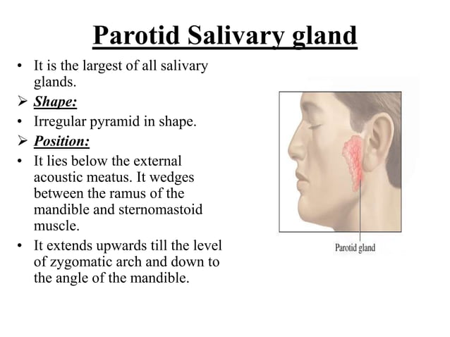 SALIVARY GLANDS groupf2 parotid and mandibular.ppt