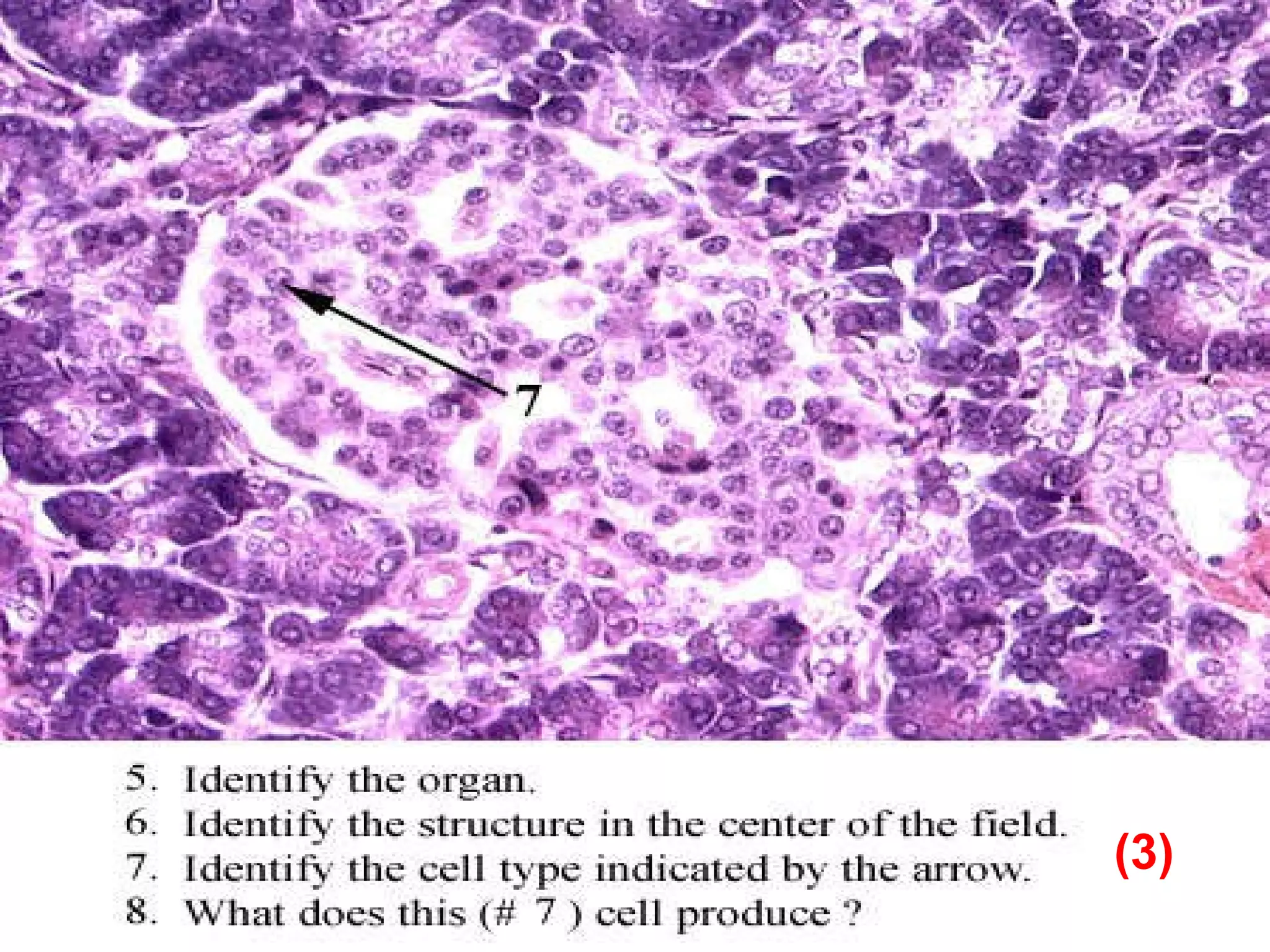 Salivary glands &pancreas | PPT