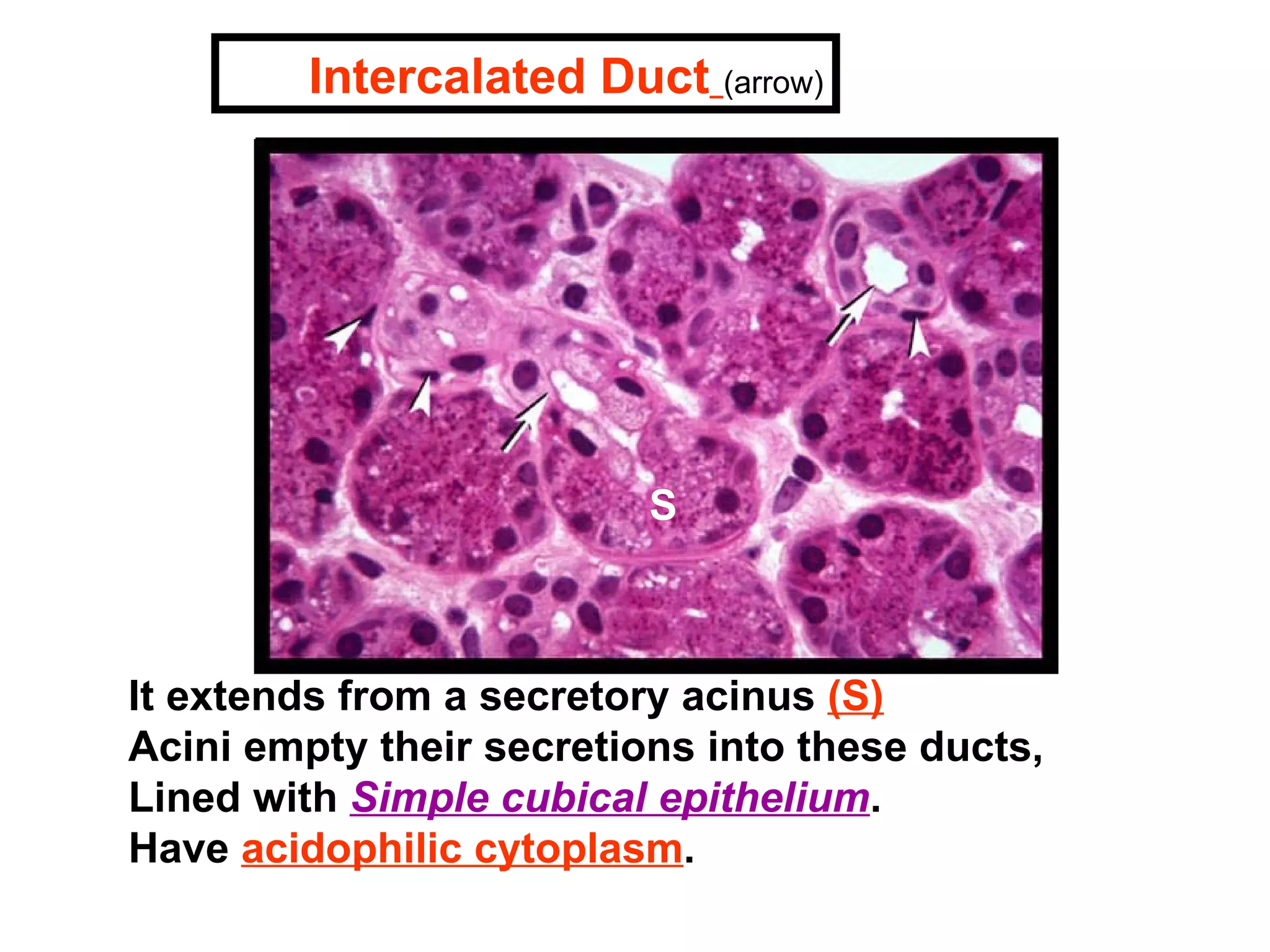 Salivary glands &pancreas | PPT