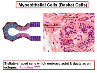 Salivary glands &pancreas | PPT