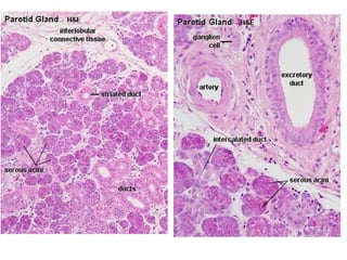 Salivary glands &pancreas | PPT