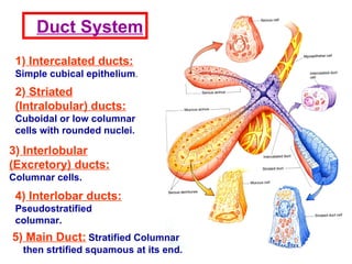 Interlobular Duct Salivary Gland