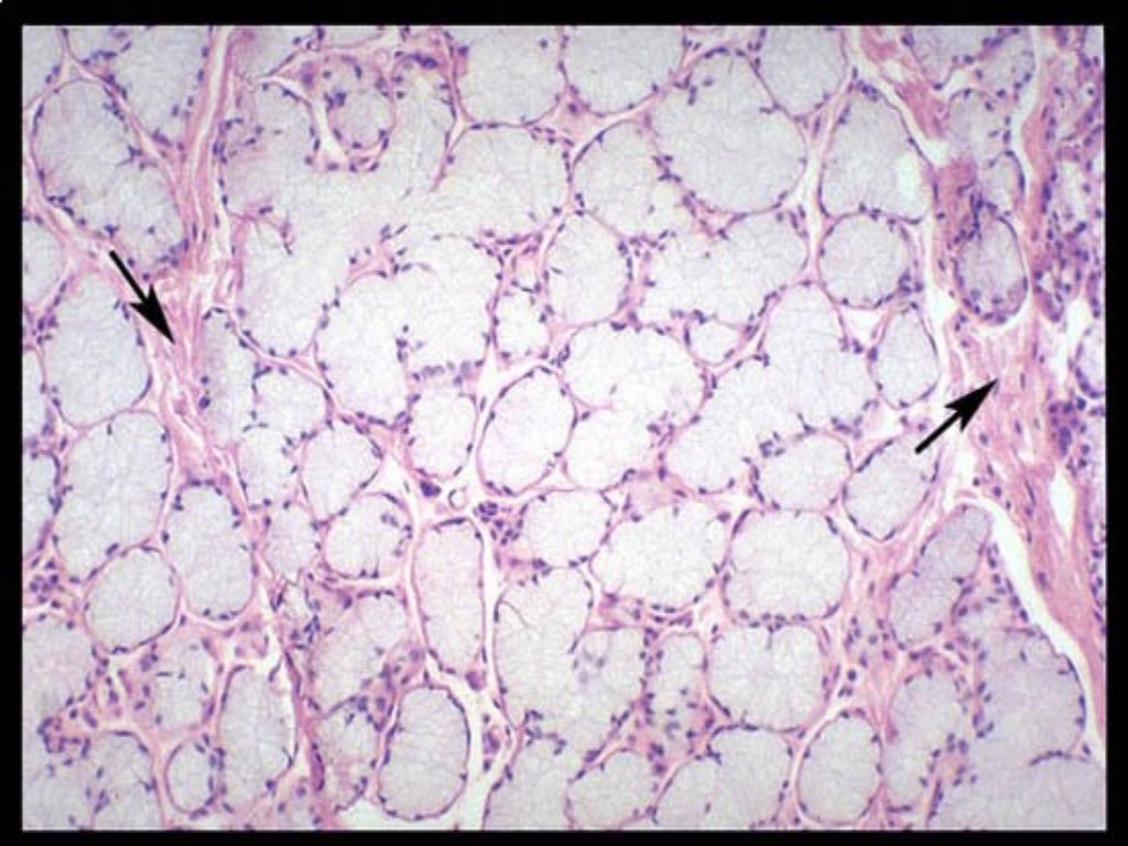 Salivary Glands Pancreas