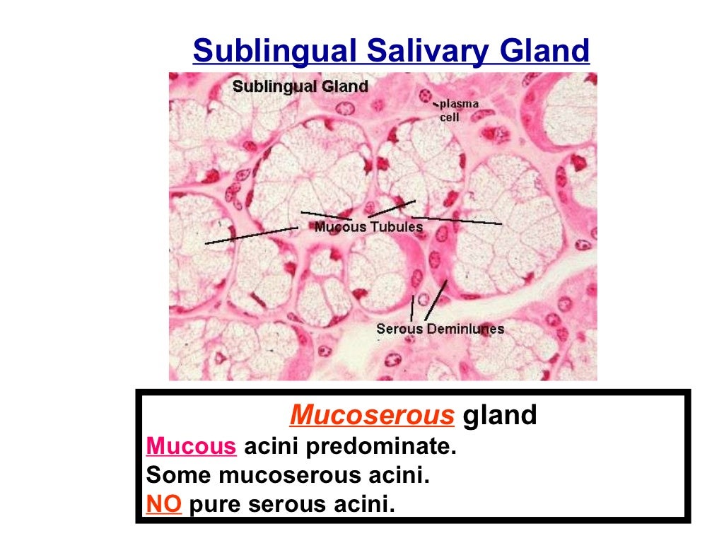 Salivary Glands Pancreas