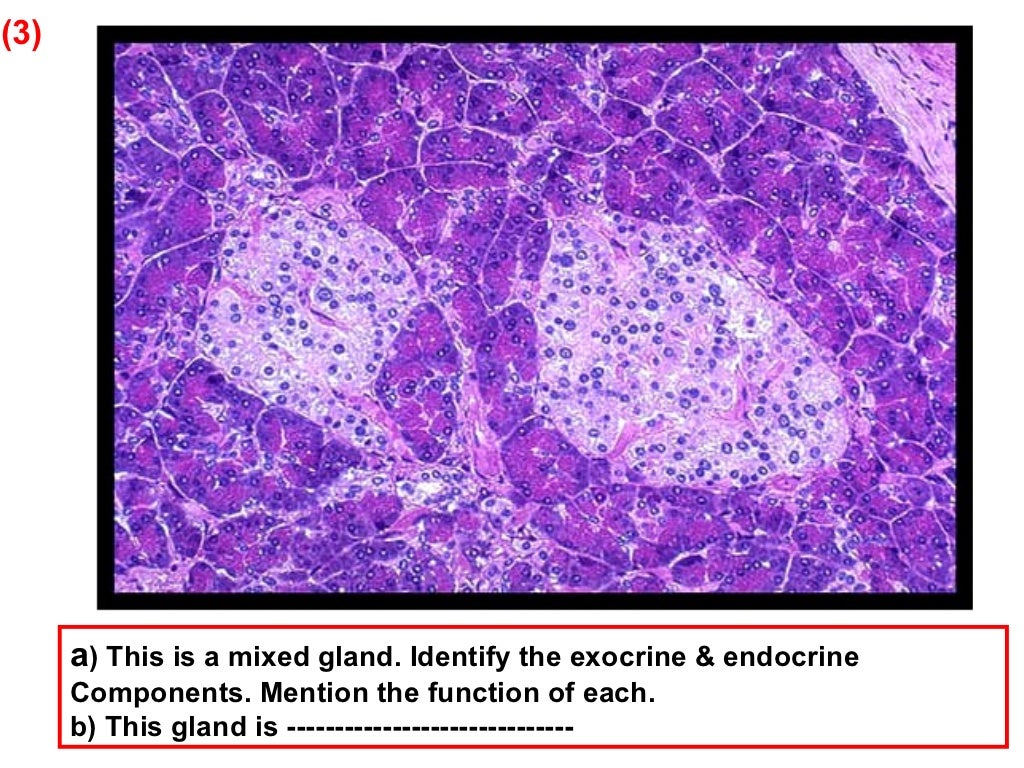 Salivary Glands Pancreas