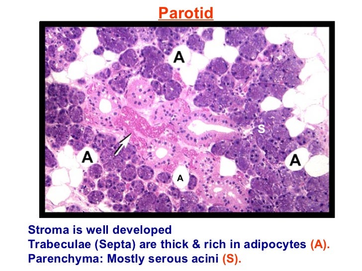 19 Liver Gall Bladder Salivary Glands Pancreas Youtube