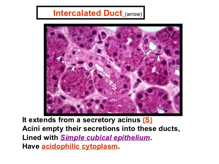 Salivary glands &pancreas