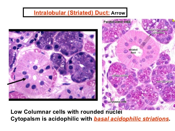 Salivary glands &pancreas