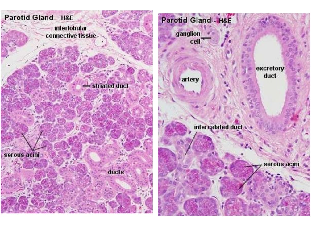 Salivary glands &pancreas