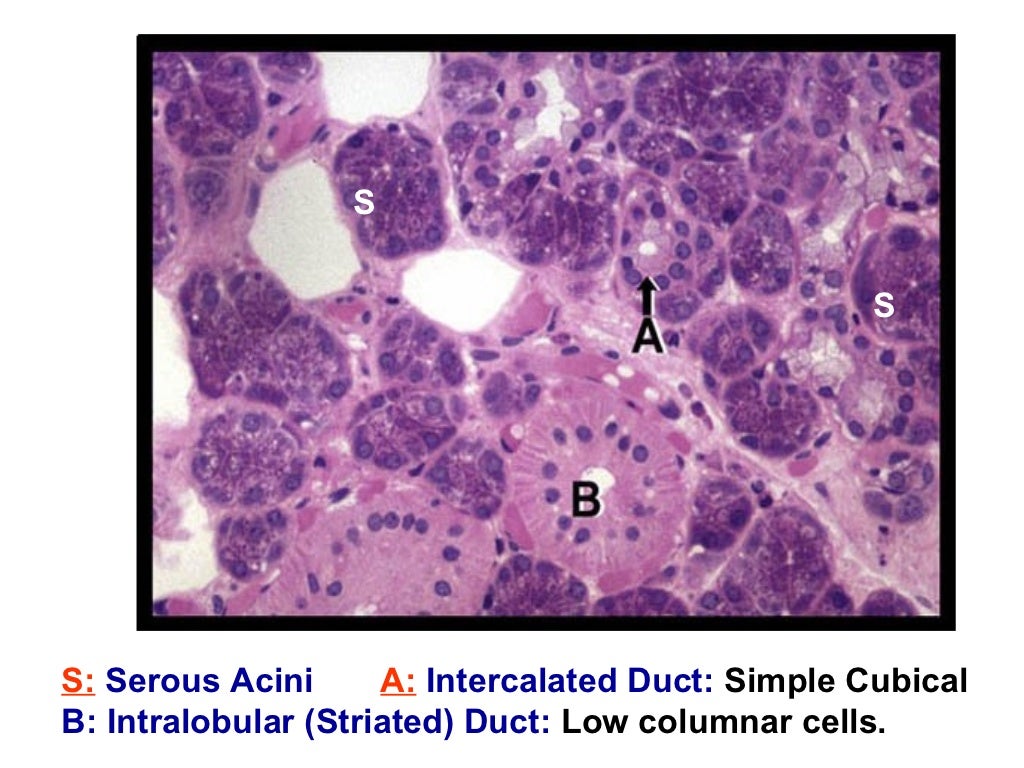 Pancreatic And Salivary Glands The Gastrointestinal