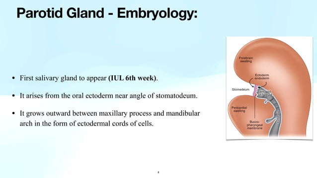 Salivary glands: Parotid, Submandibular, Sublingual | PPT
