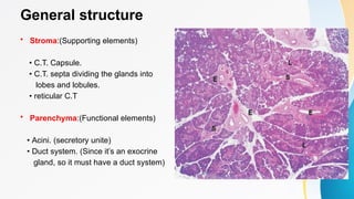 Salivary Glands histology power point ppt | PPTX