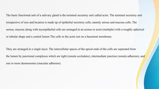 Salivary Glands histology power point ppt | PPT