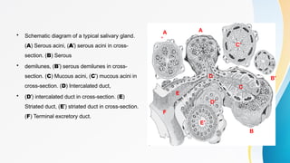Salivary Glands histology power point ppt | PPTX