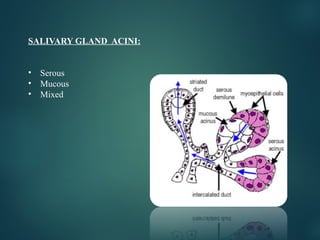 Salivary glands pptz................pptx