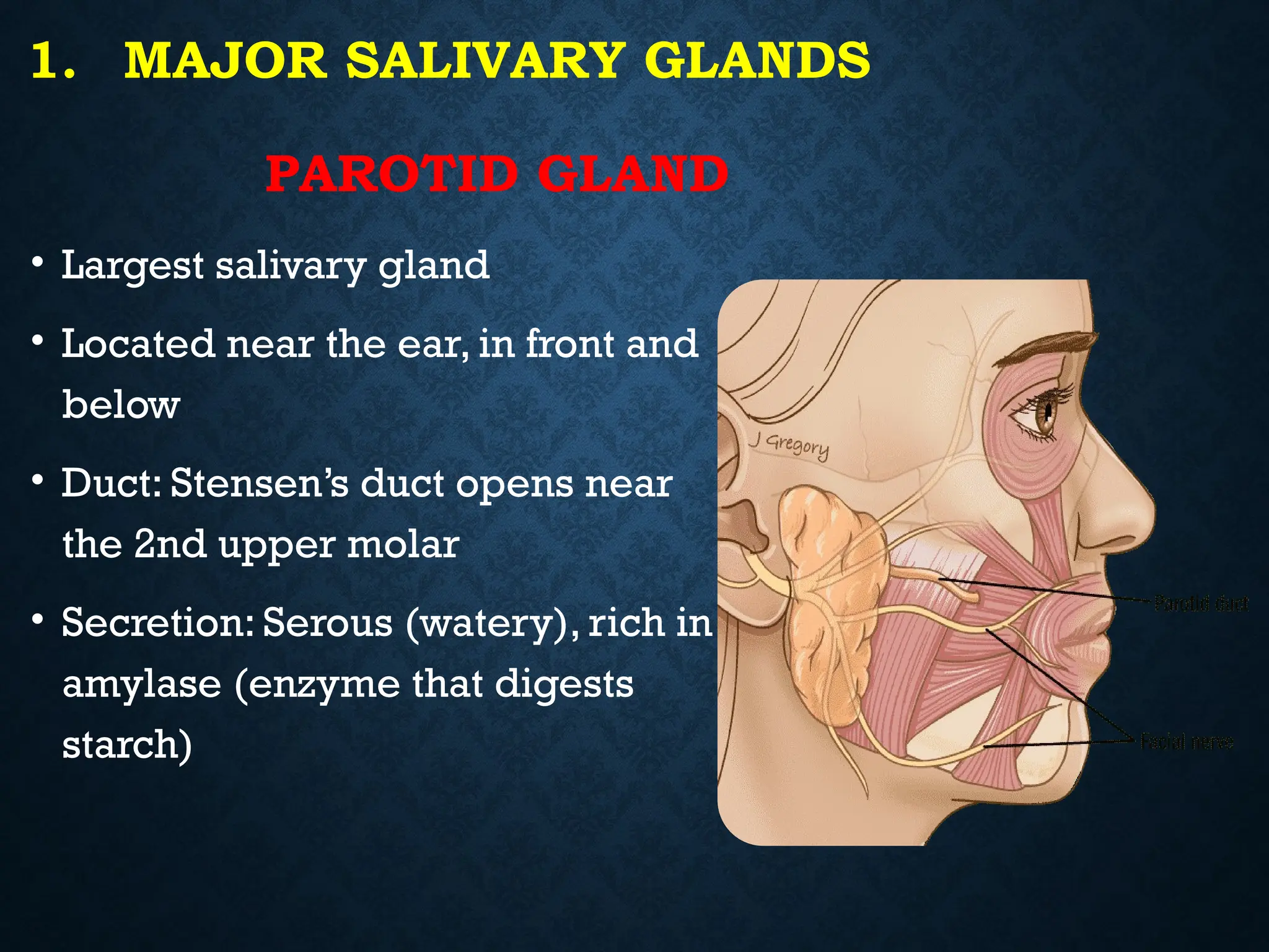 Salivary_Glands_Presentation-2.pptx salivary glands anatomy and physiology | PPTX