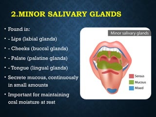 Salivary_Glands_Presentation-2.pptx salivary glands anatomy and ...