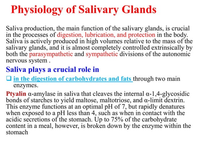 Salivary glands role | PPT