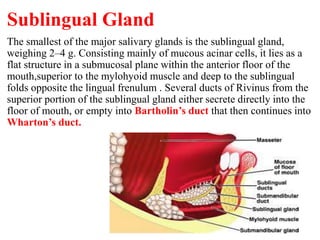 Salivary glands role | PPT