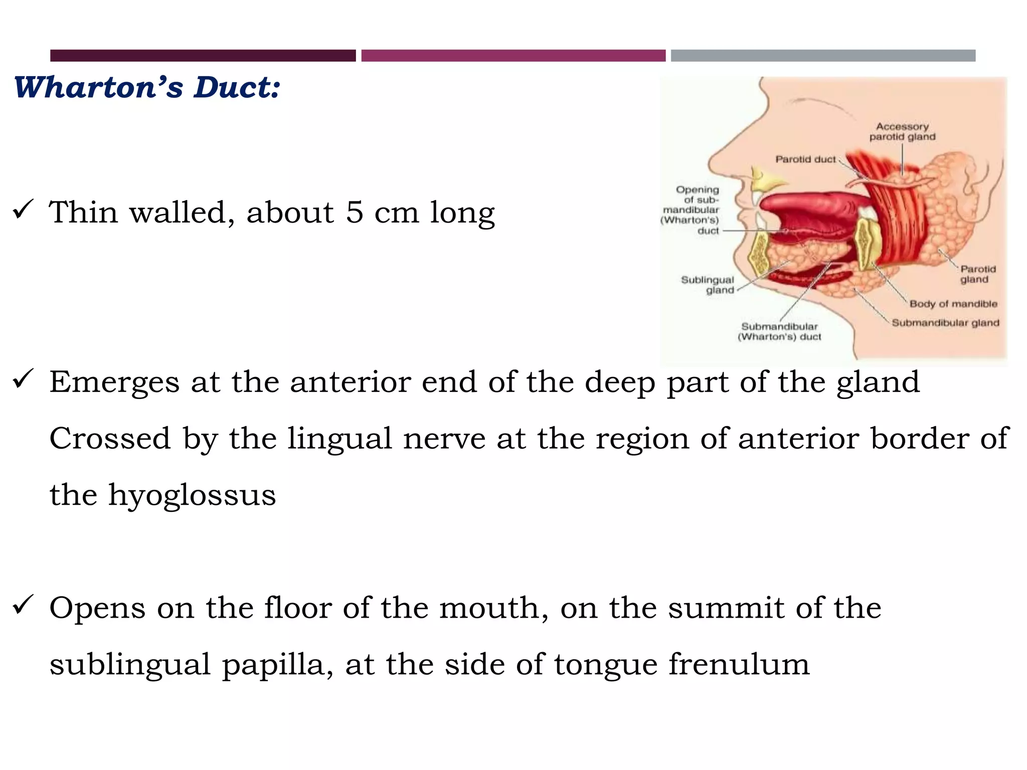 Salivary glands seminar | PPTX