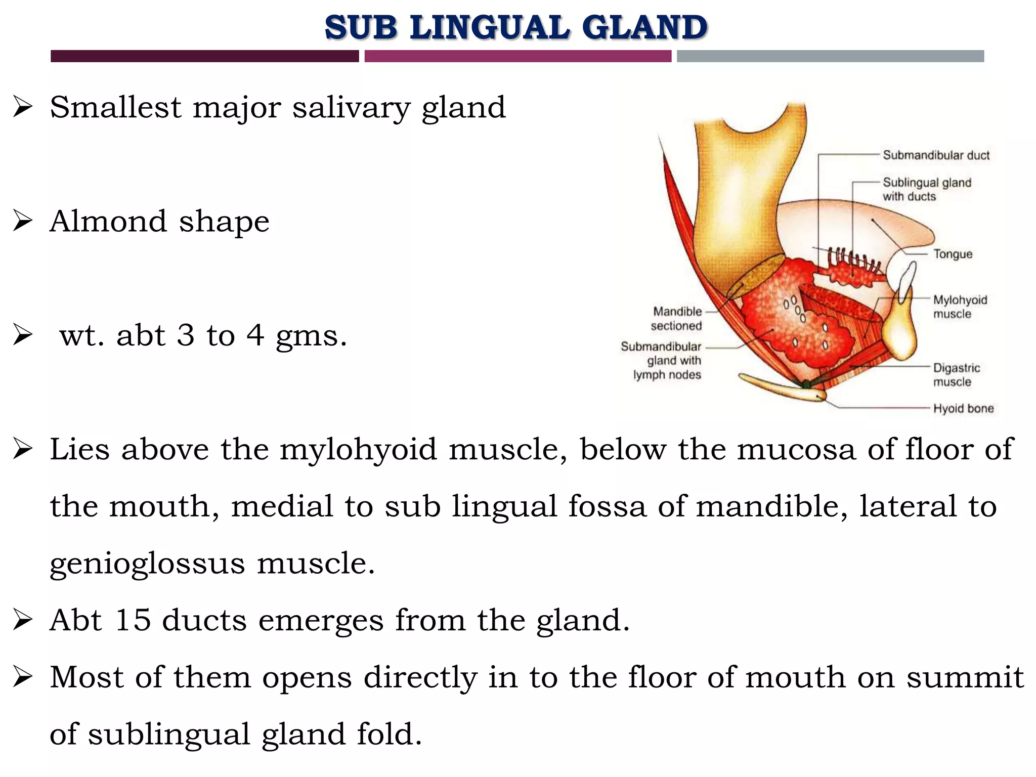 Salivary glands seminar | PPTX