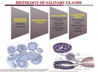 Salivary glands seminar | PPTX